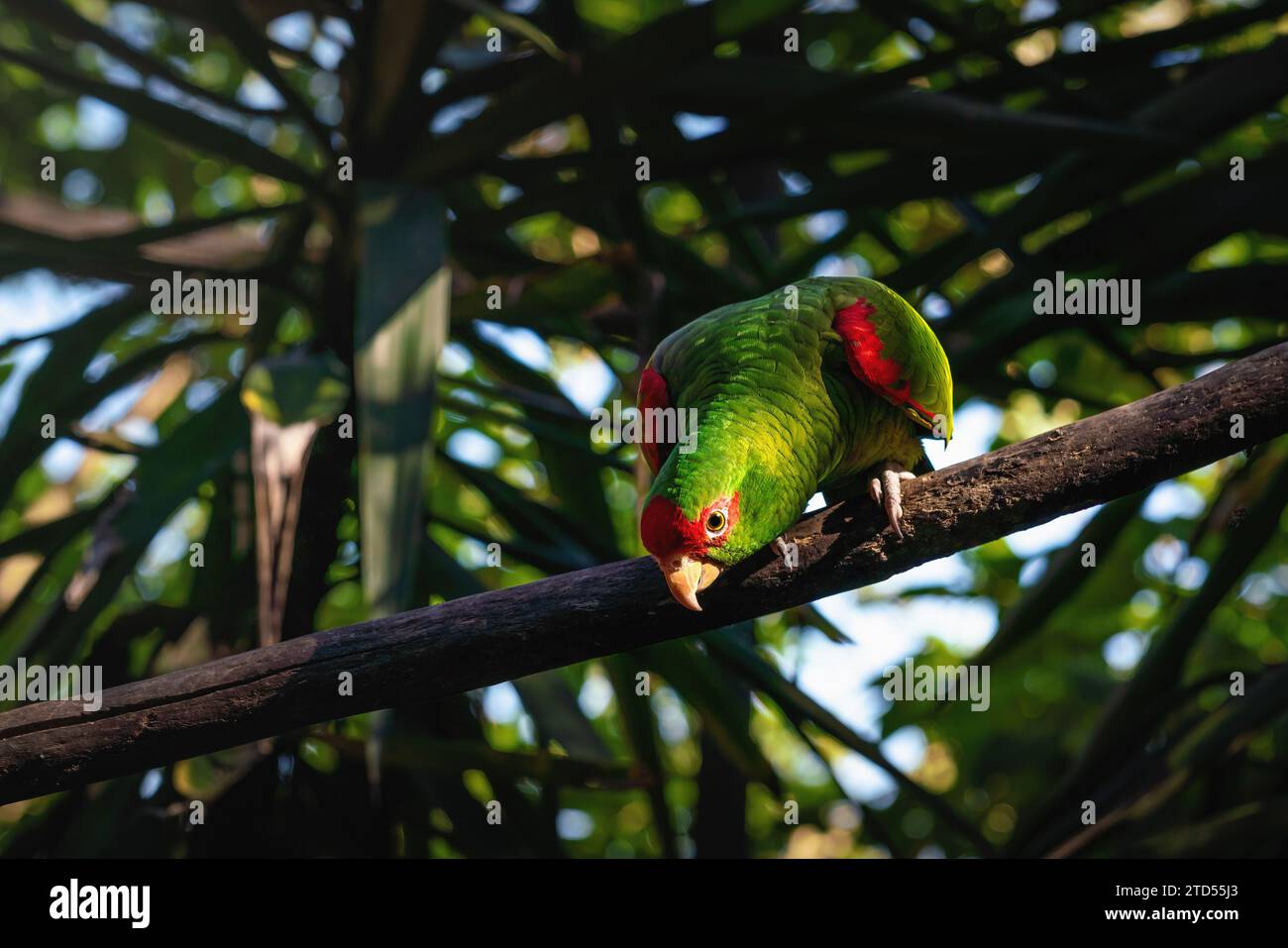Biodiversity amazon hi-res stock photography and images - Alamy