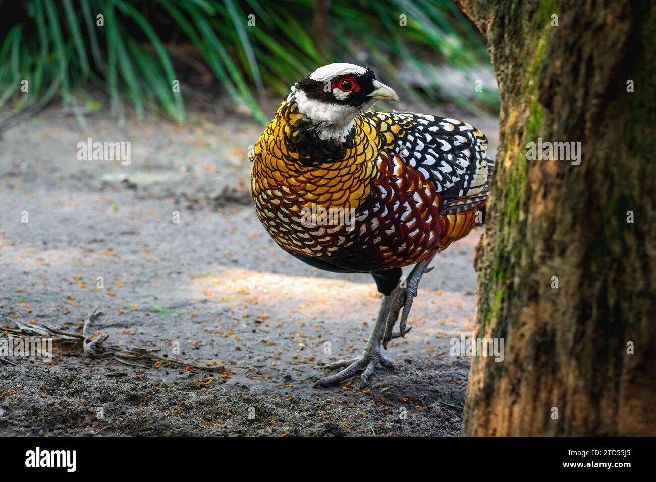 Reeves Pheasant bird (Syrmaticus reevesii Stock Photo - Alamy