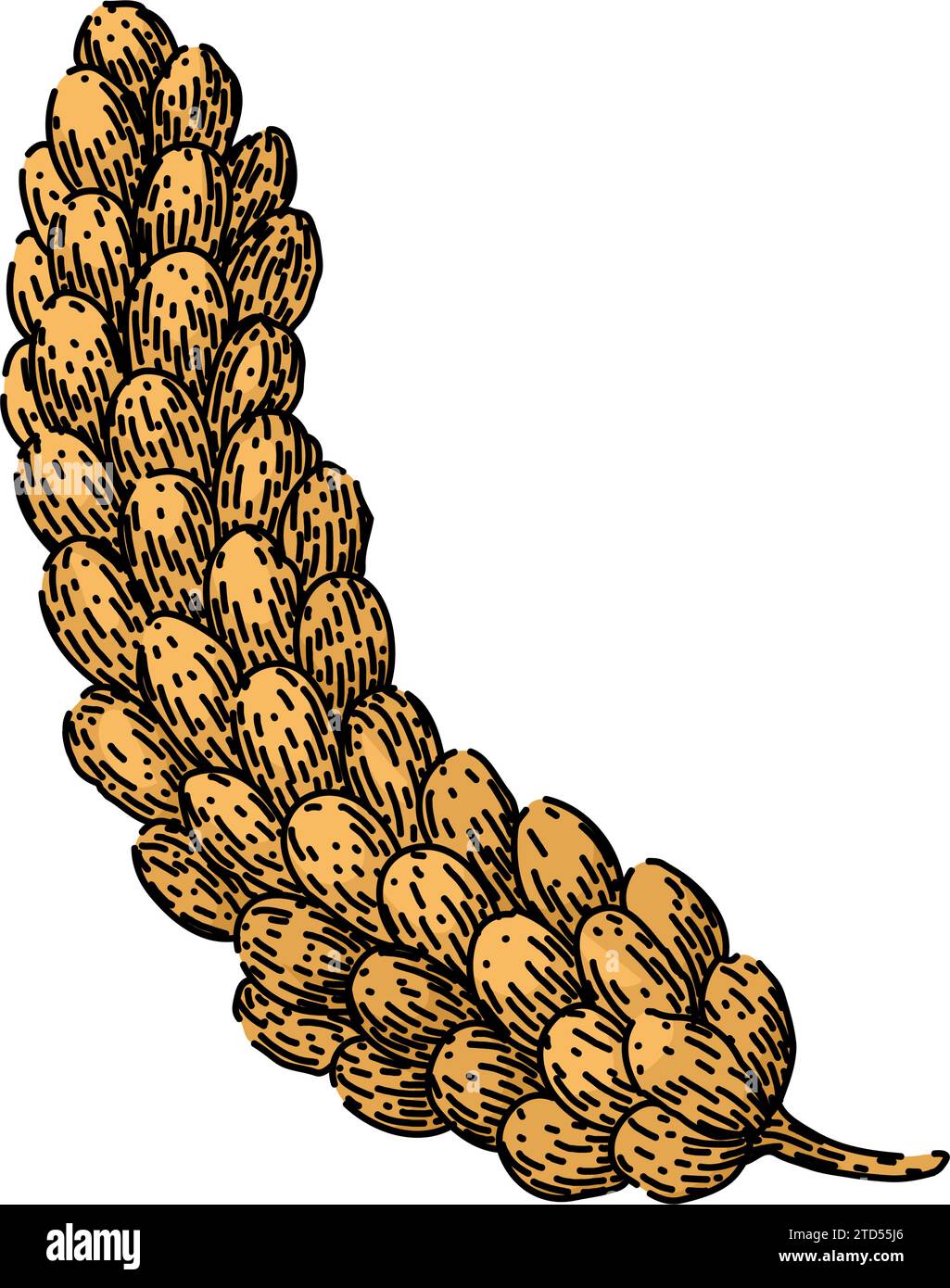 cereal millet sketch hand drawn vector Stock Vector Image & Art - Alamy