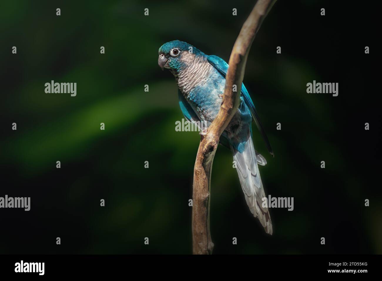 Maroon-bellied Parakeet (Pyrrhura frontalis) with blue mutation Stock ...