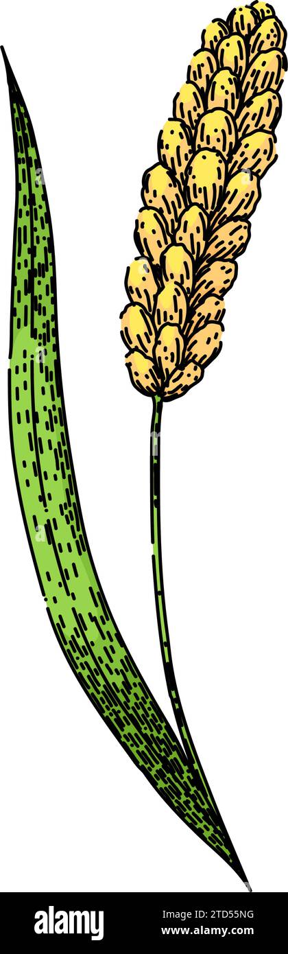 seed millet sketch hand drawn vector Stock Vector Image & Art - Alamy