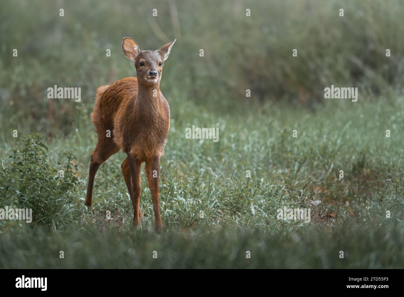 Young Gray Brocket (Mazama gouazoubira) - South American Deer Stock ...