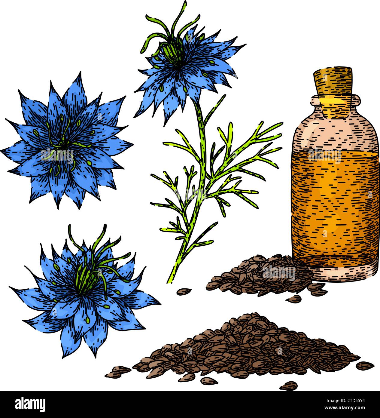 nigella sativa set sketch hand drawn vector Stock Vector Image & Art ... nigella sativa set sketch hand drawn vector Stock Vector Image & Art ...