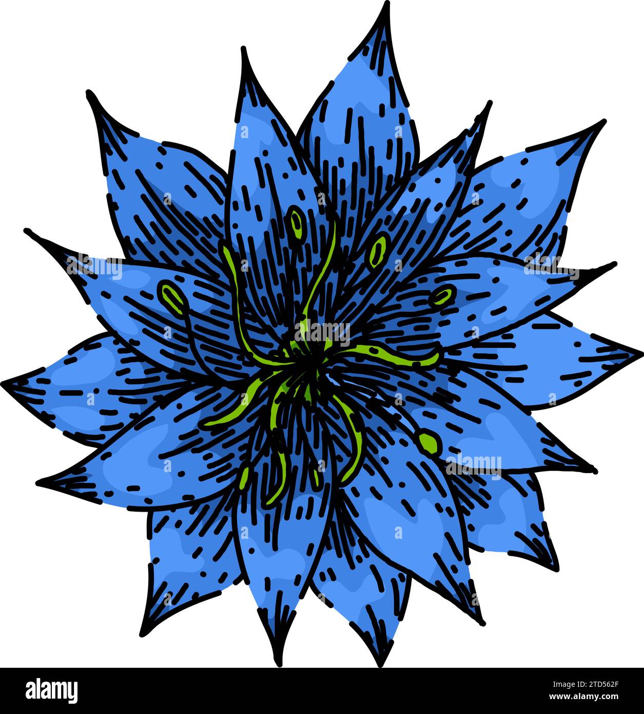 Flower Nigella Sativa Sketch Hand Drawn Vector Stock Vector Image And Art Alamy