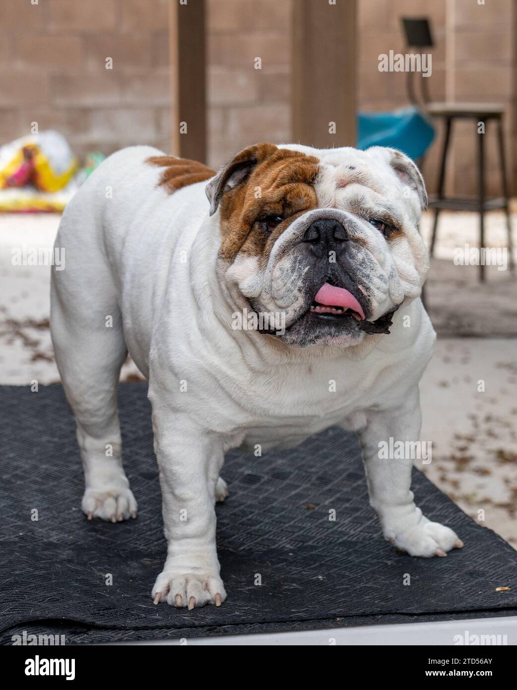 Large, white male bulldog standing on a table Stock Photo - Alamy