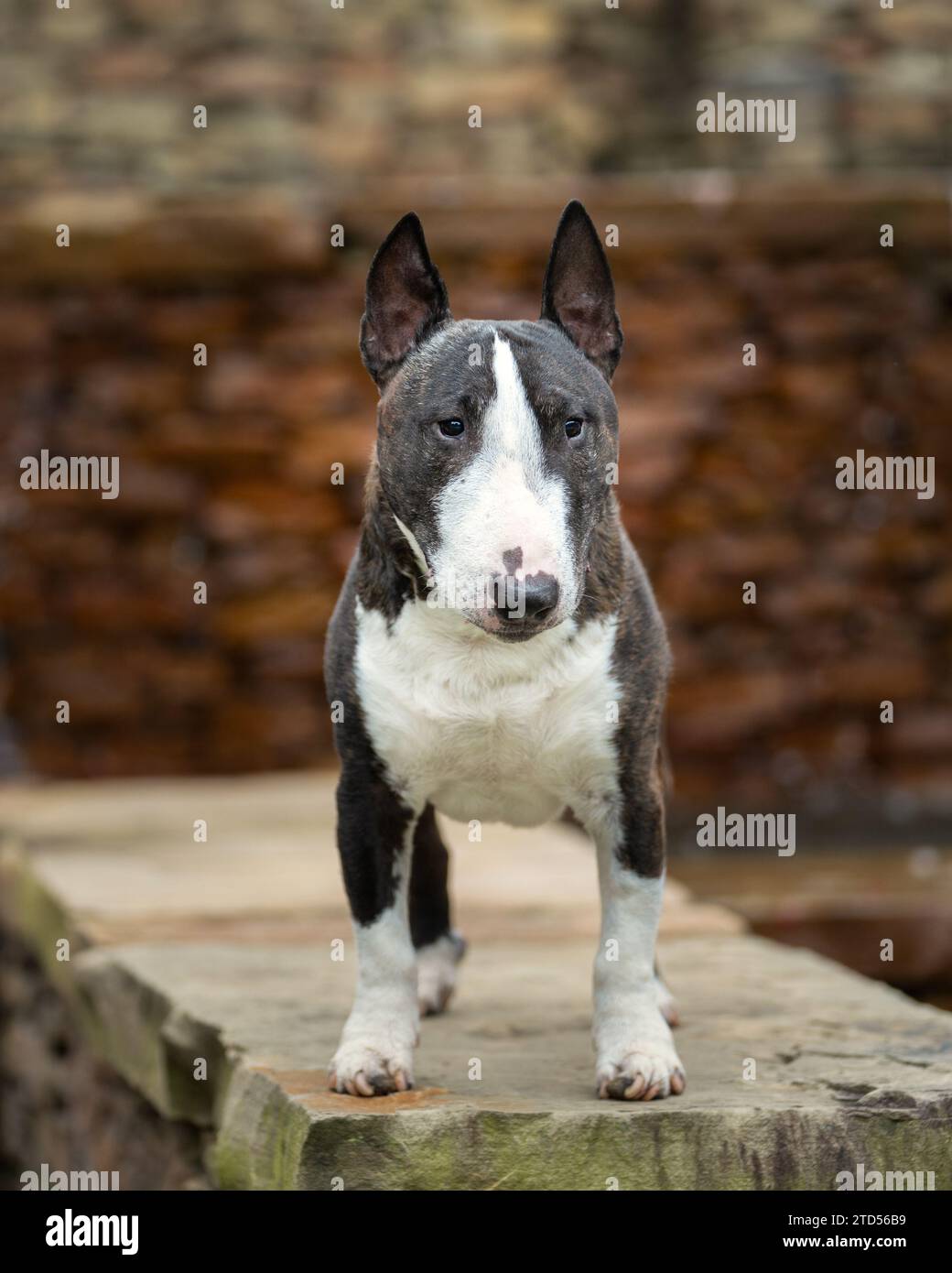 With a photograph of her bull terrier hi-res stock photography and ...