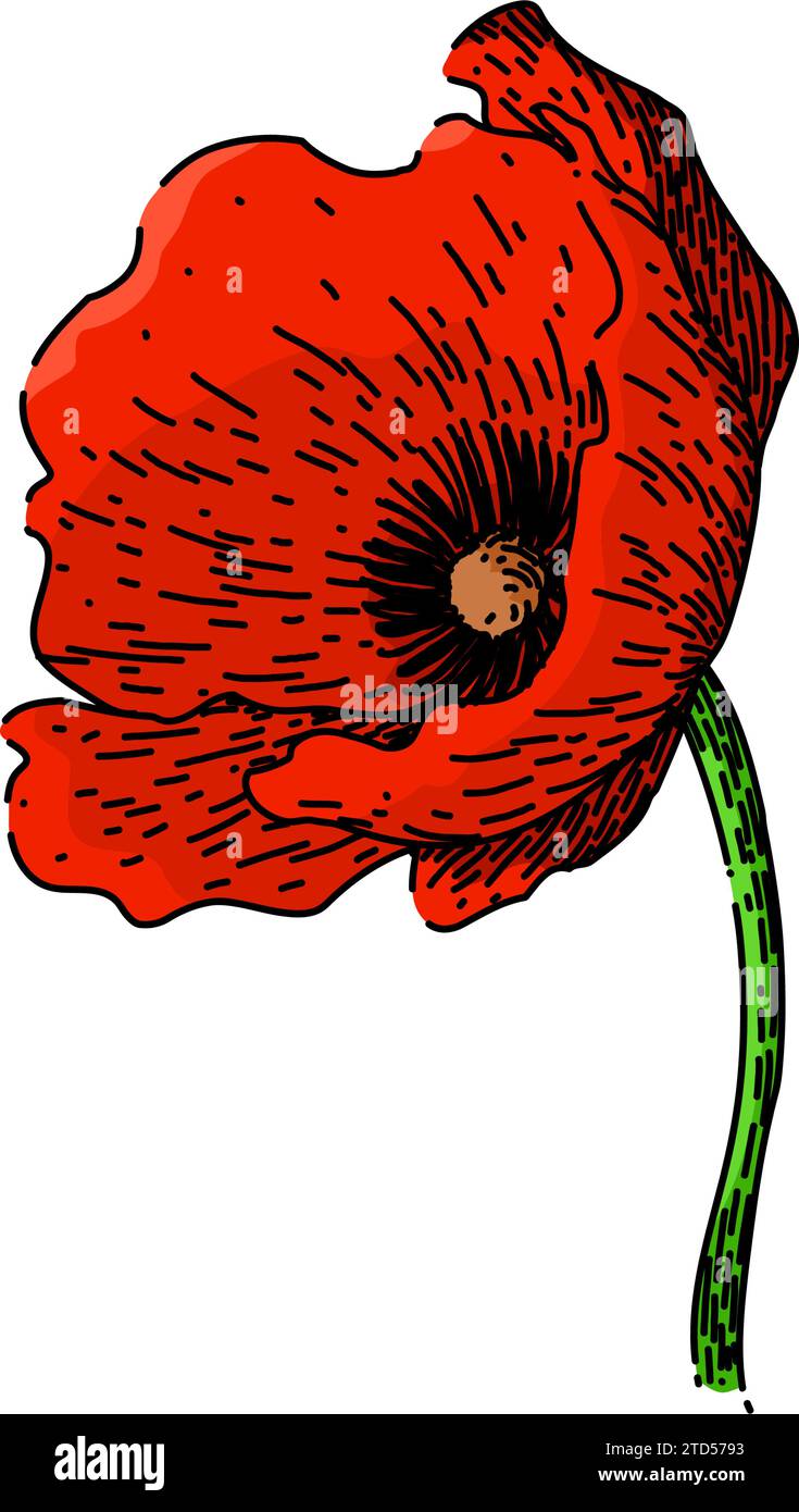 red poppy sketch hand drawn vector Stock Vector Image & Art - Alamy