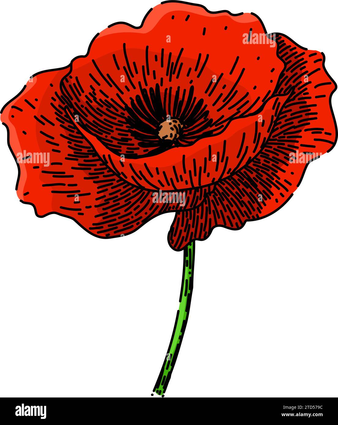 nature poppy sketch hand drawn vector Stock Vector Image & Art - Alamy