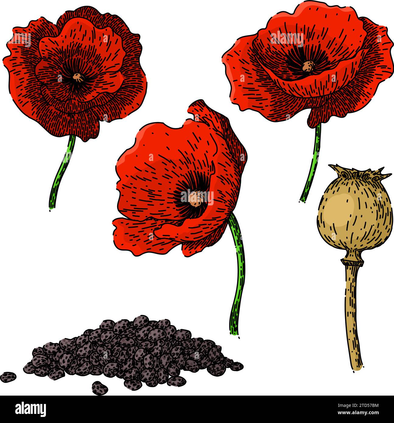 poppy set sketch hand drawn vector Stock Vector Image & Art - Alamy