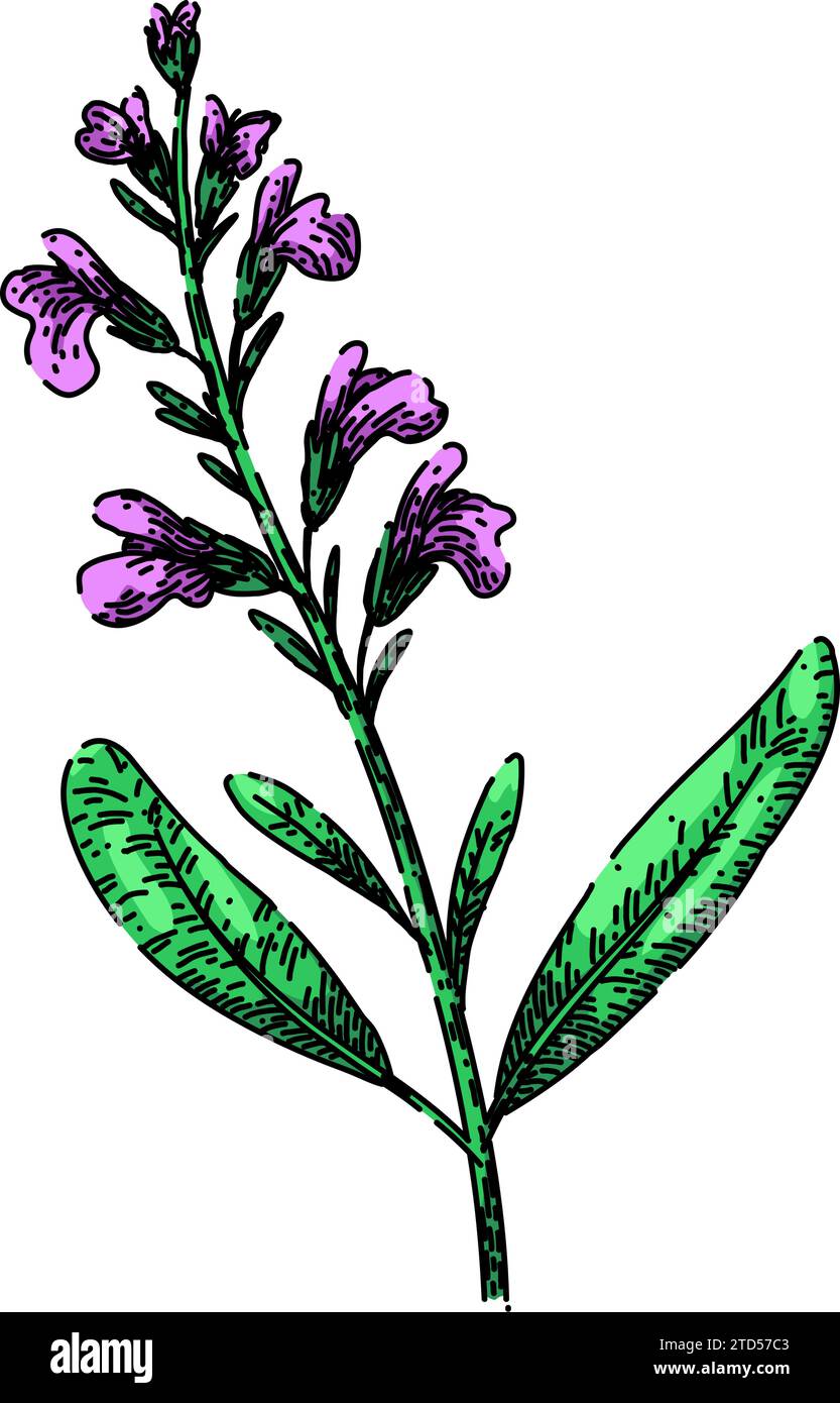 sage sage sketch hand drawn vector Stock Vector Image & Art - Alamy