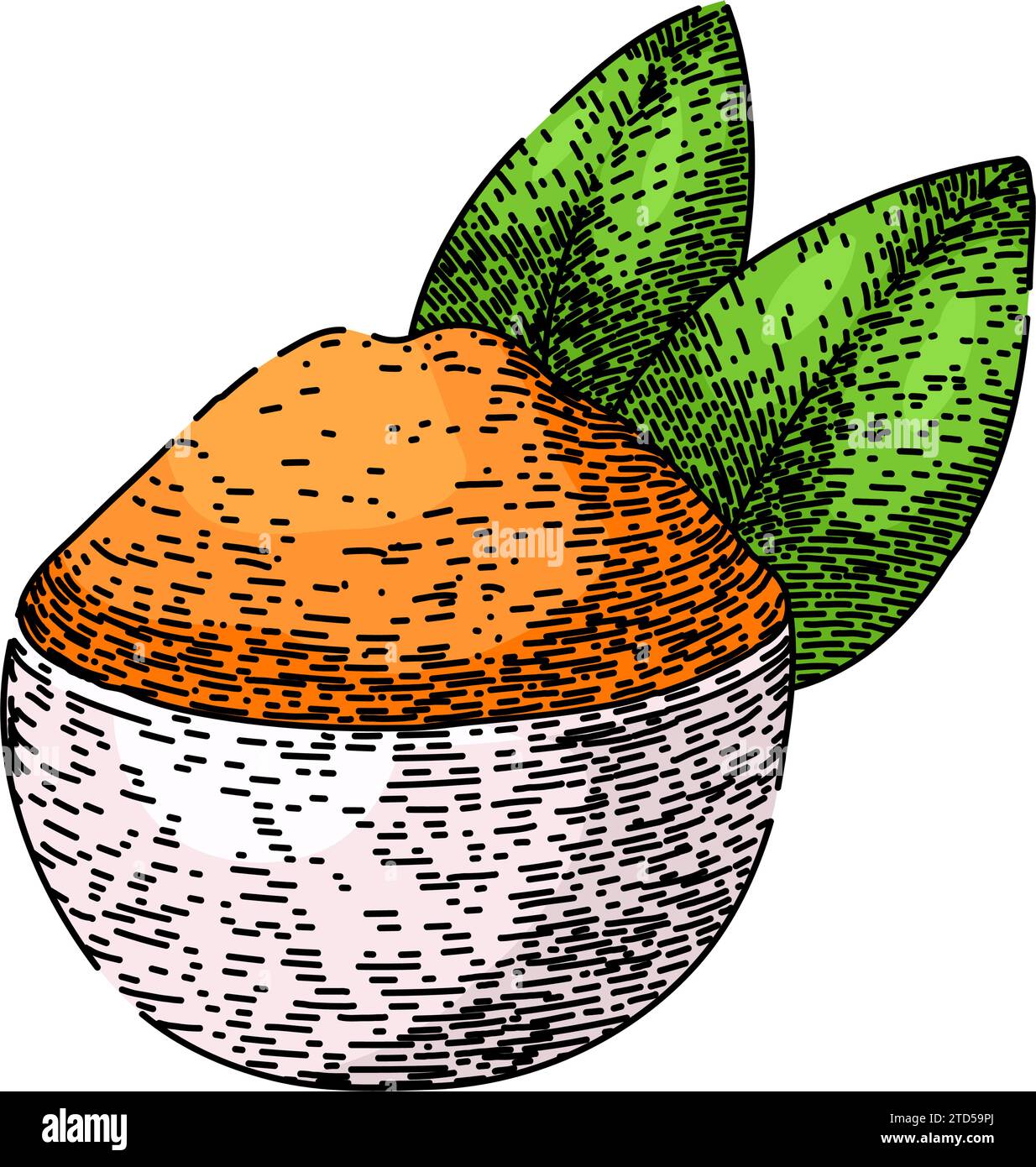 root turmeric sketch hand drawn vector Stock Vector Image & Art - Alamy