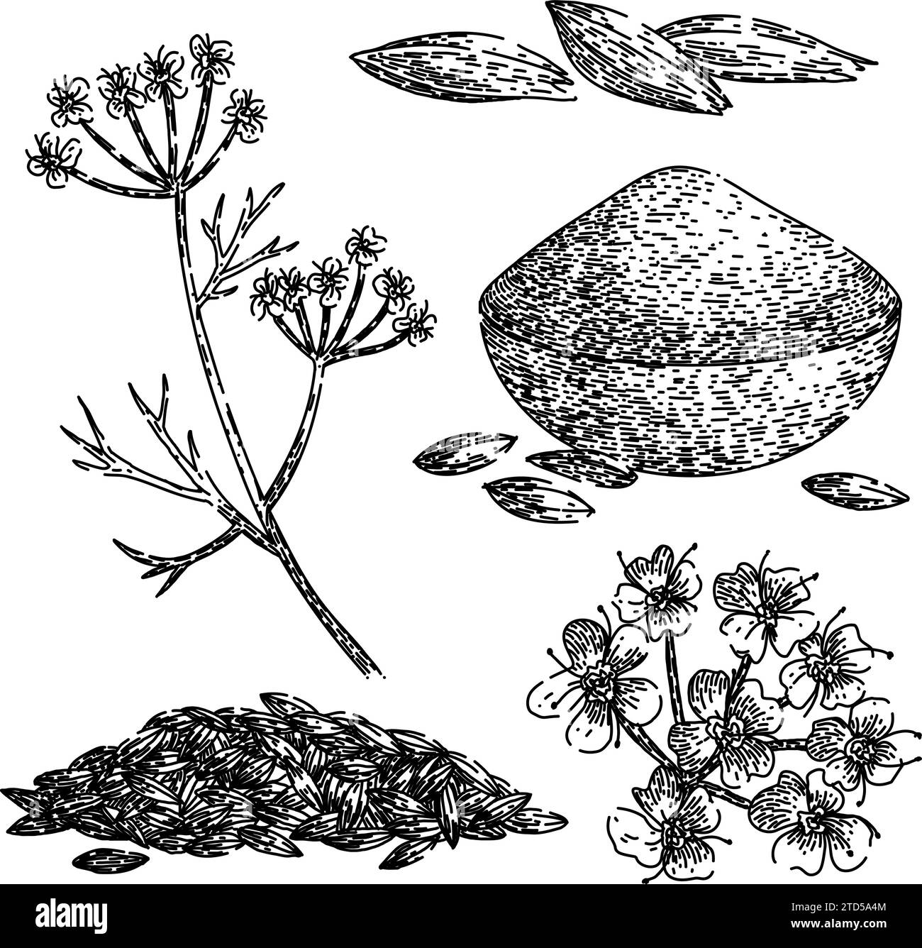 cumin set sketch hand drawn vector Stock Vector Image & Art - Alamy