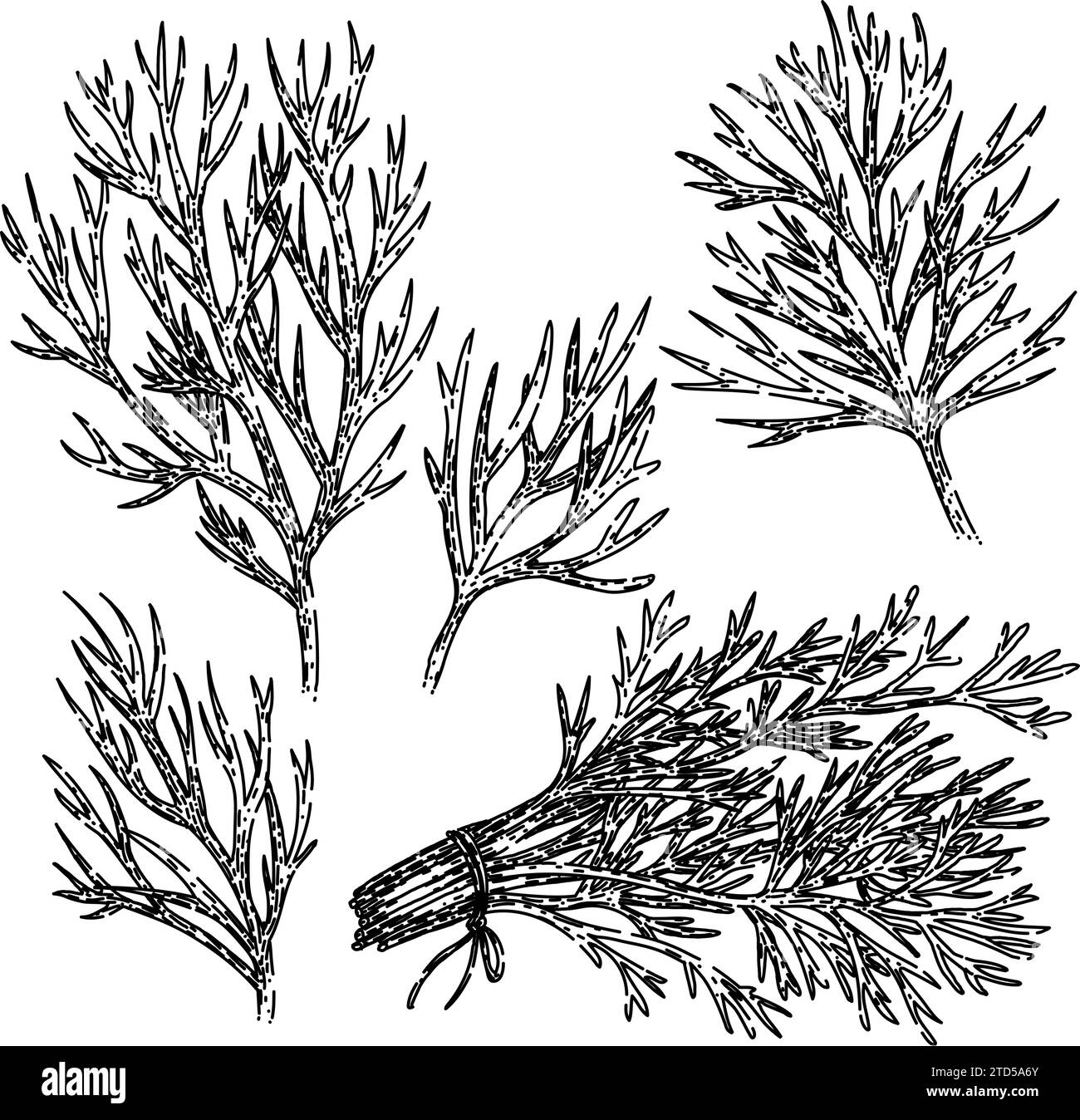 dill set sketch hand drawn vector Stock Vector Image & Art - Alamy