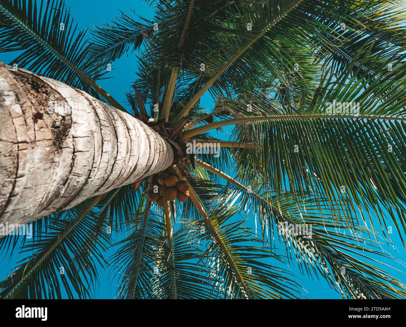 Bottom view of coconut palm tree in sunshine. Palm tree against a ...