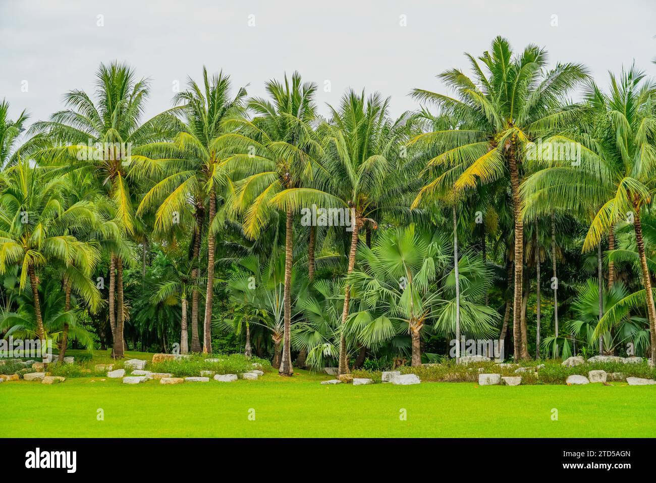 Panoramic beautiful view of a tropical rainforest in a monsoon climate ...
