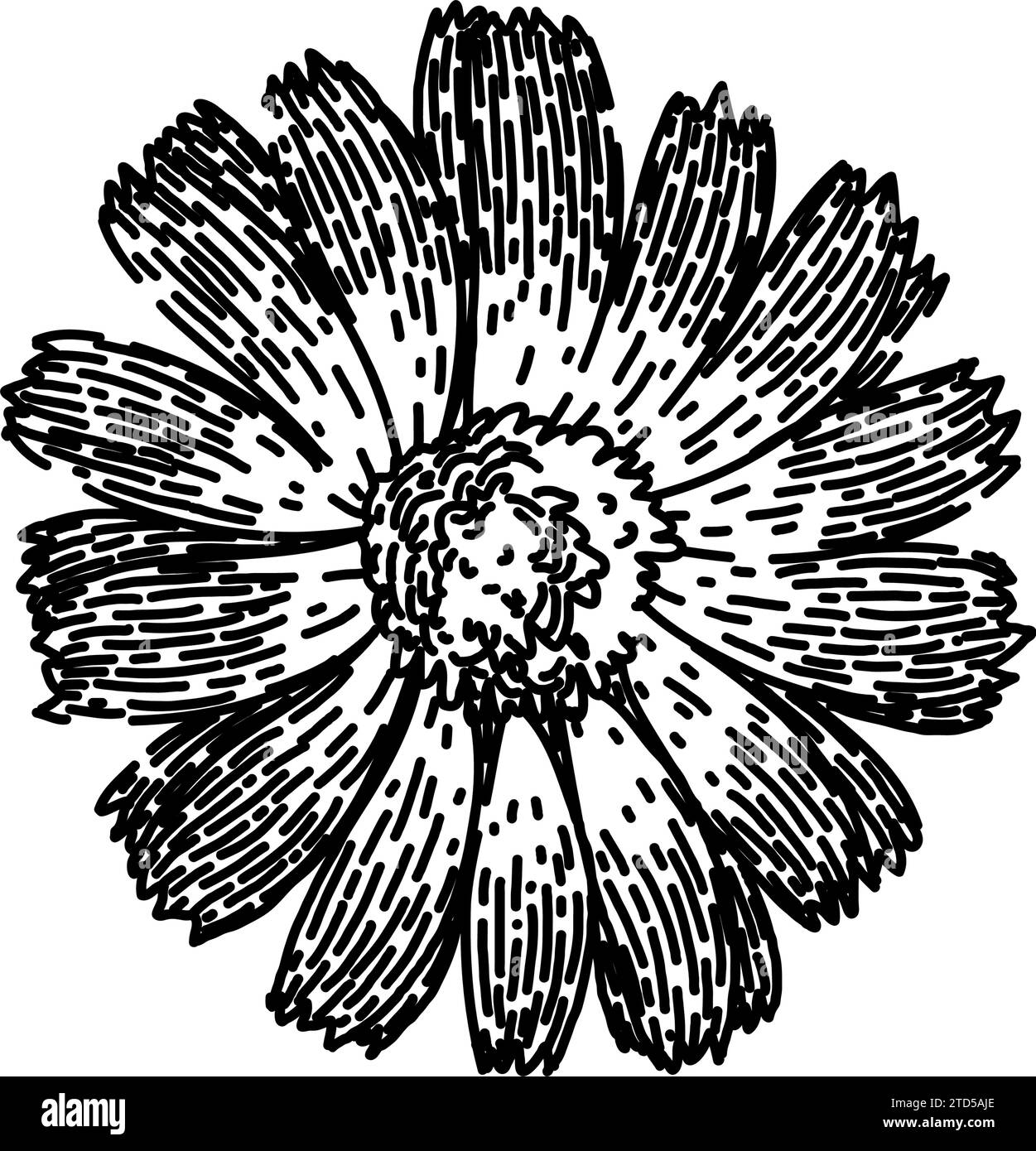 Flower Calendula Sketch Hand Drawn Vector Stock Vector Image And Art Alamy