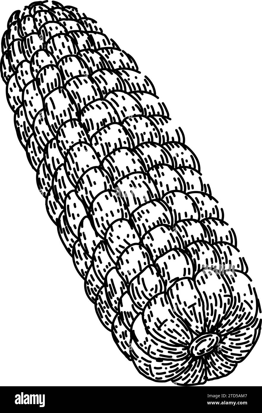 food corn sketch hand drawn vector Stock Vector Image & Art - Alamy