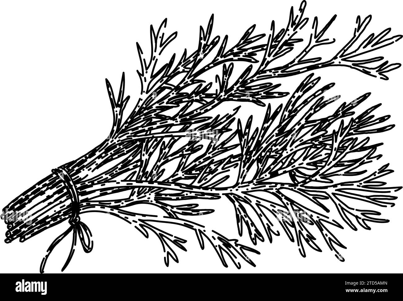 plant dill sketch hand drawn vector Stock Vector Image & Art - Alamy