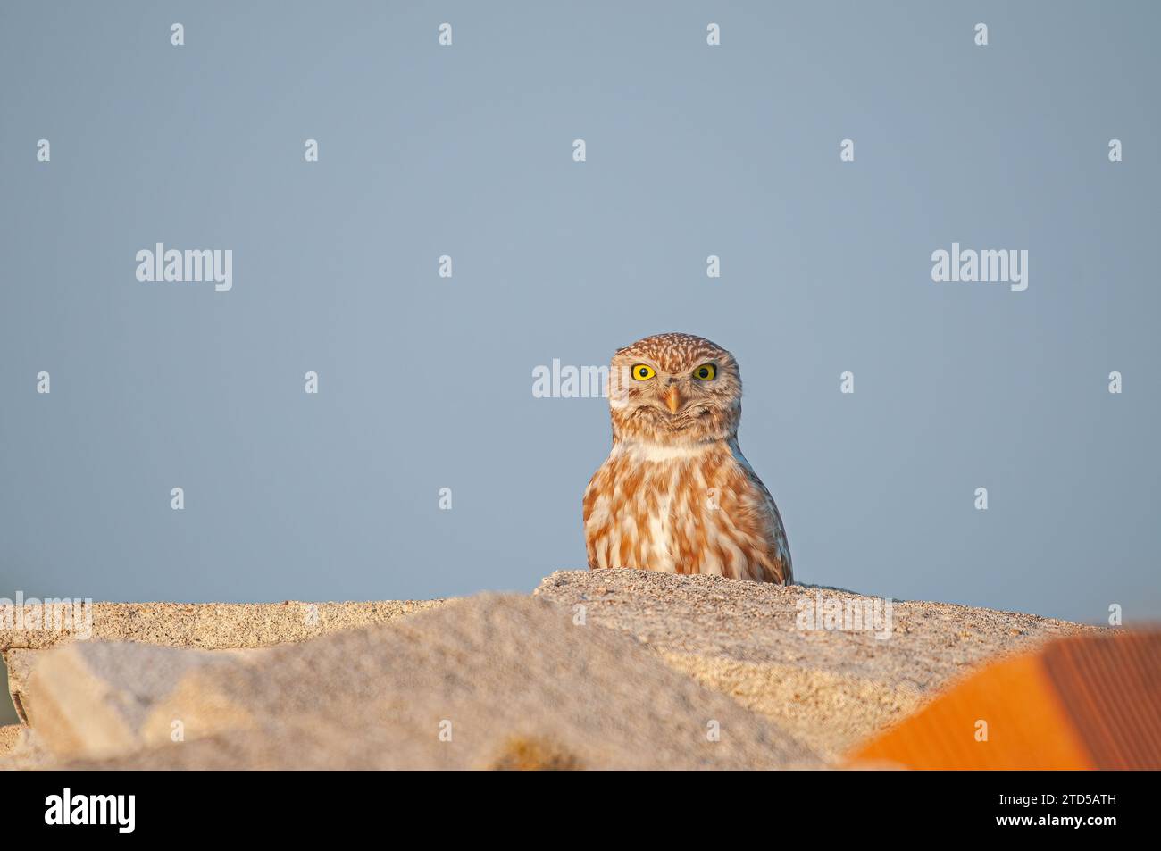 Looking at owl hi-res stock photography and images - Alamy