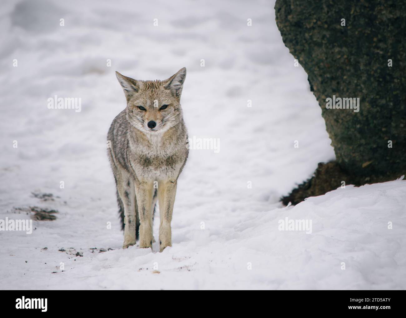 2011 animalia hi-res stock photography and images - Alamy