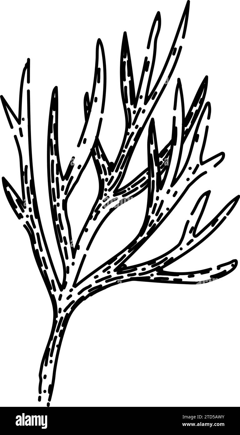 food dill sketch hand drawn vector Stock Vector Image & Art - Alamy