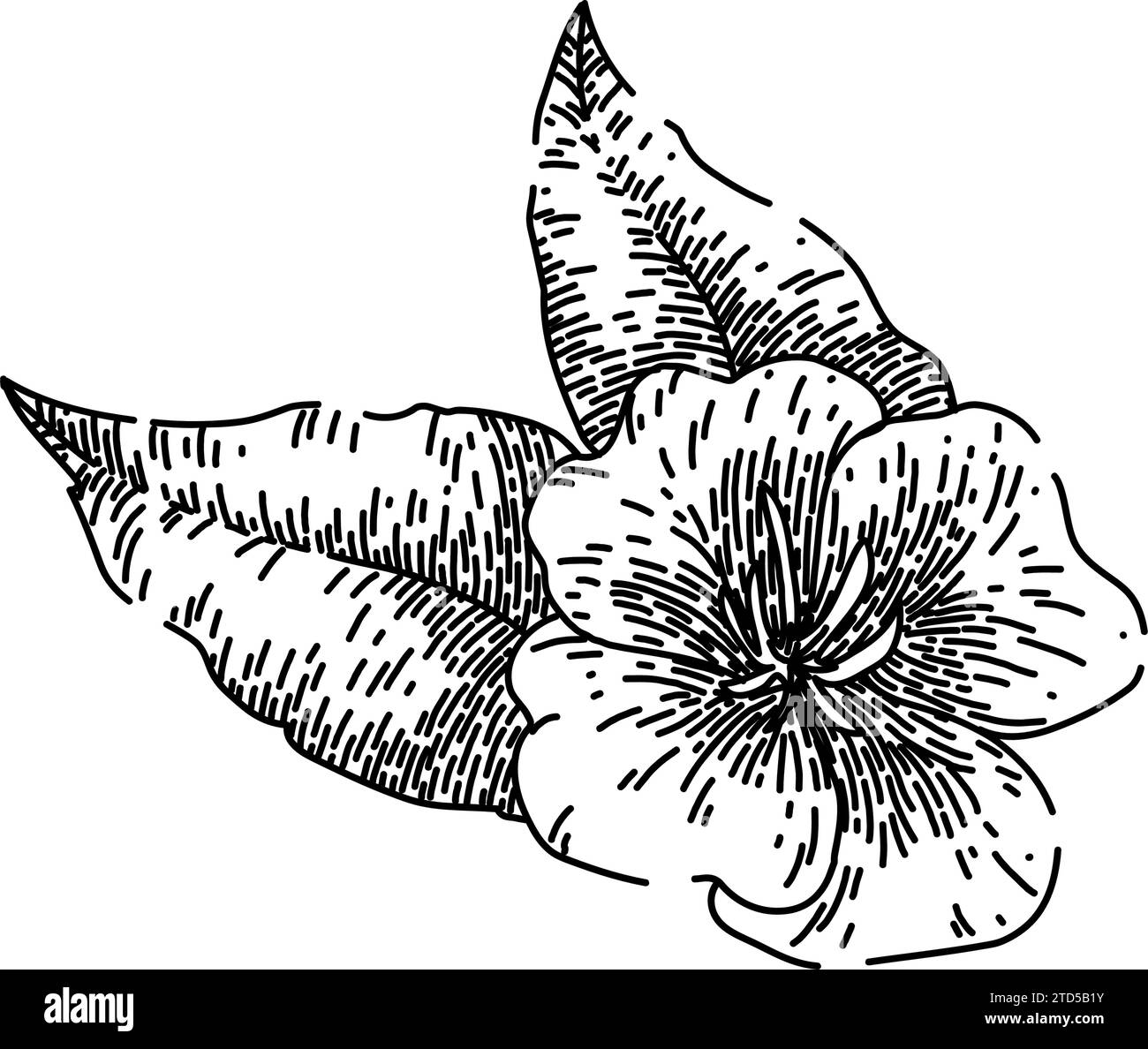 nature evening primrose sketch hand drawn vector Stock Vector Image ...