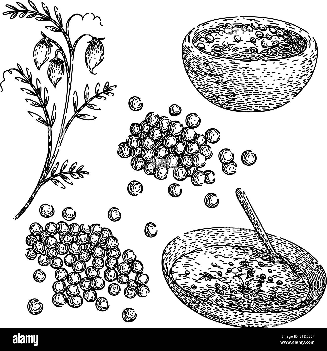 Brown lentils Stock Vector Images - Alamy