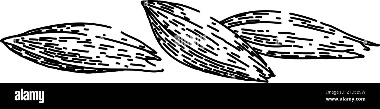 organic cumin sketch hand drawn vector Stock Vector Image & Art - Alamy