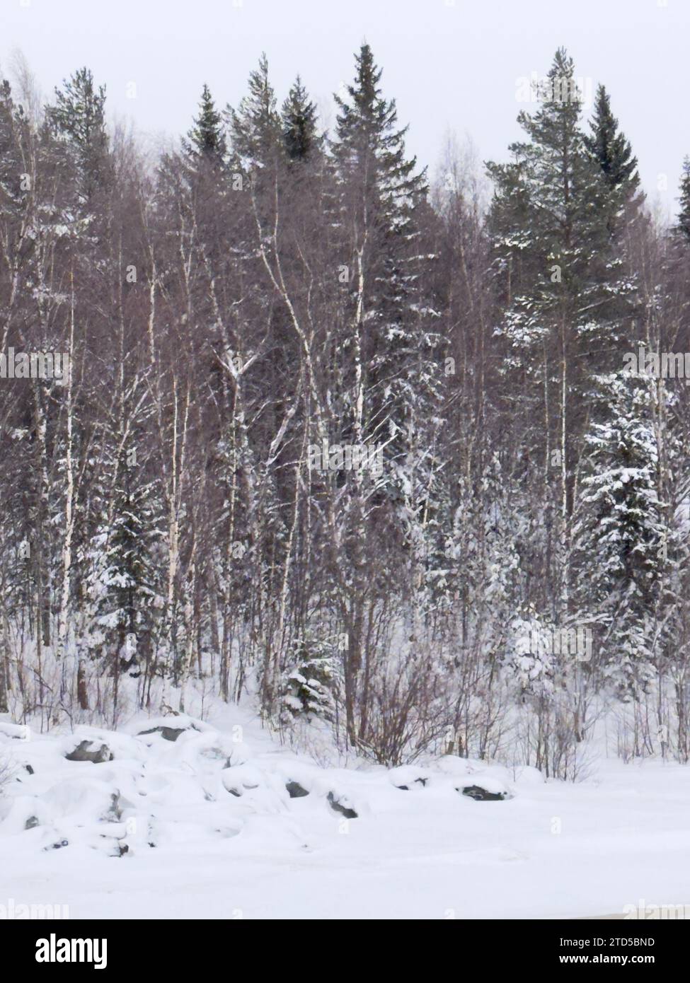 Pine trees in Finland Stock Photo - Alamy