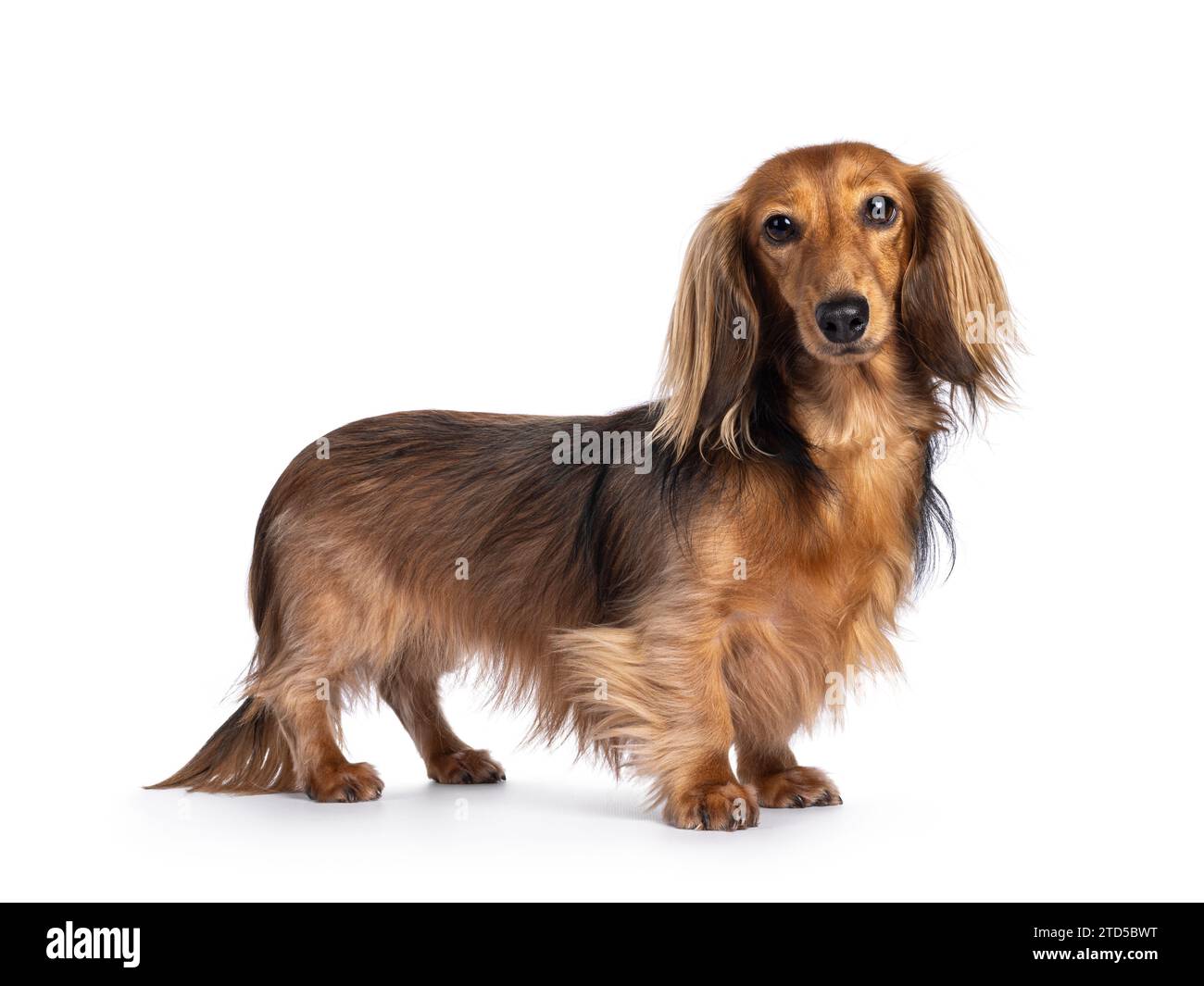 Cute smooth longhaired Dachshund dog aka teckel, standing up side ways ...