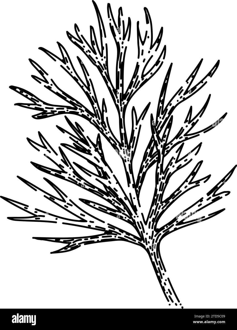 Dill Frost Tolerance at Tayla Currey blog