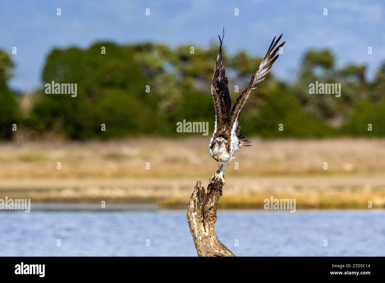 Predator in ecosystem hi-res stock photography and images - Alamy