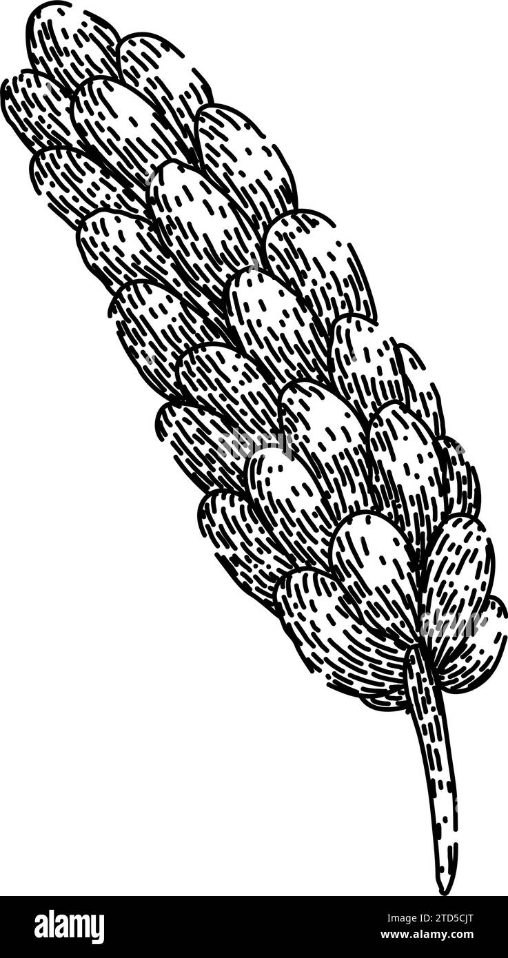 food millet sketch hand drawn vector Stock Vector Image & Art - Alamy