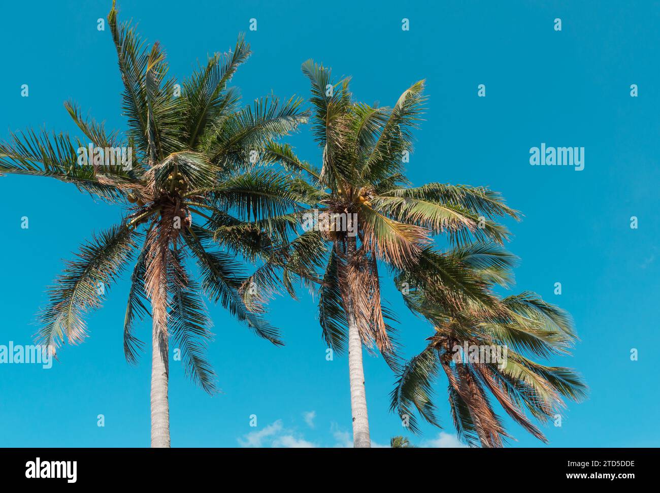Bottom view of coconut palm trees in sunshine. Palm trees against a ...