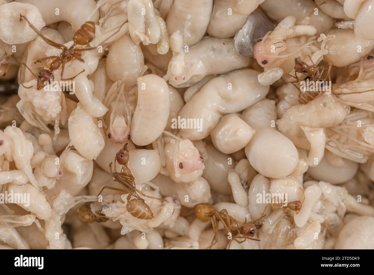 Ant larvae and pupae hi-res stock photography and images - Alamy