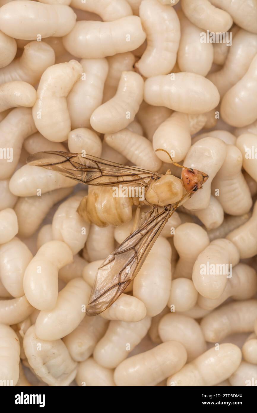 Mod daeng hi-res stock photography and images - Alamy