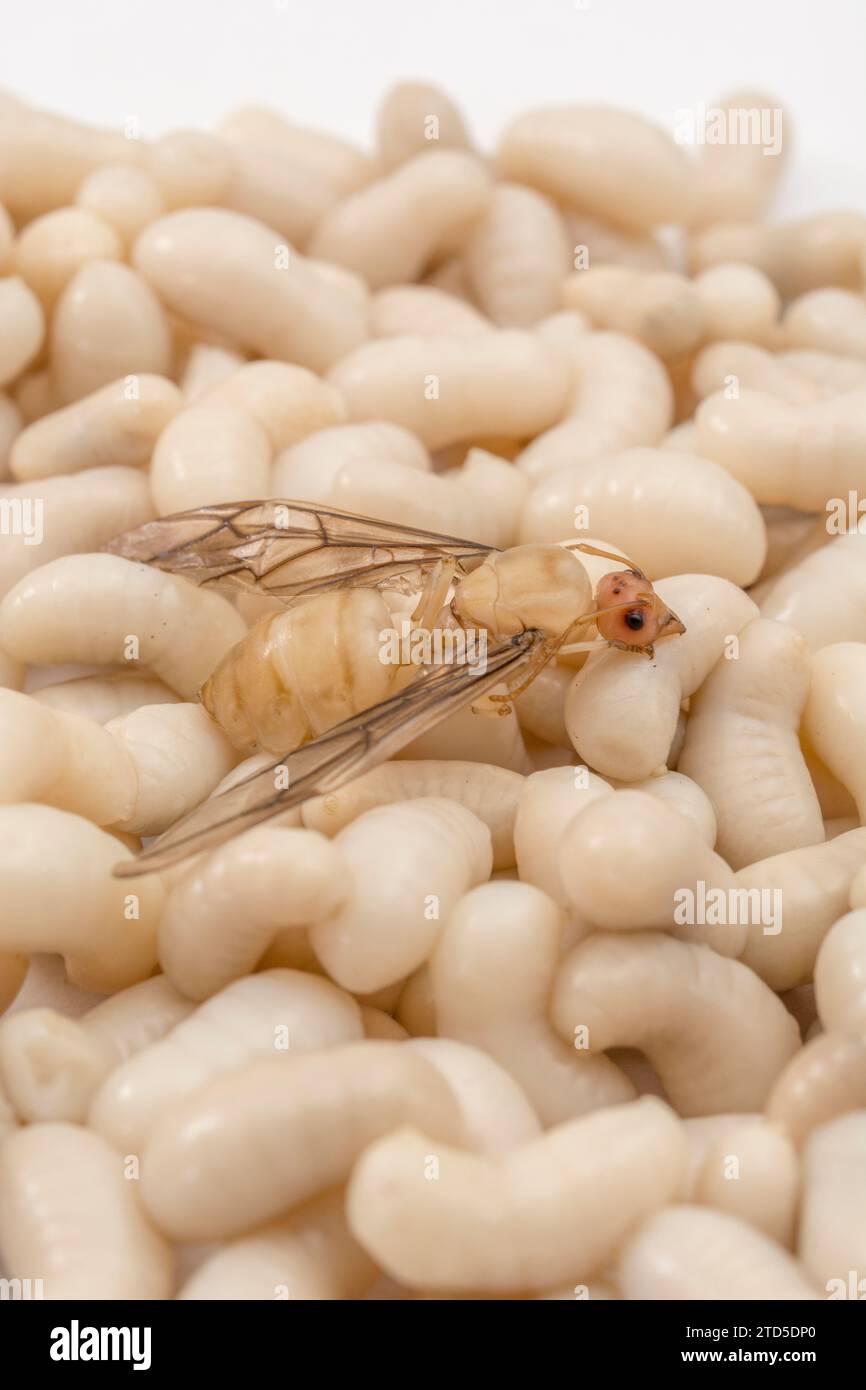 Close-up shot ant larvae. Not sure which species but they are about 1cm ...
