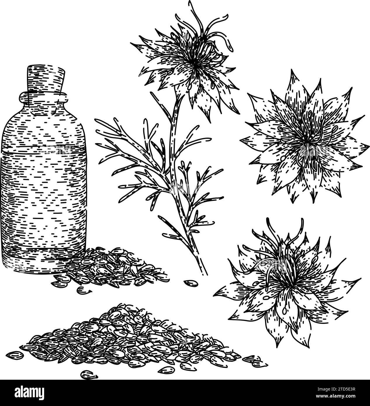 nigella sativa set sketch hand drawn vector Stock Vector Image & Art ... nigella sativa set sketch hand drawn vector Stock Vector Image & Art ...
