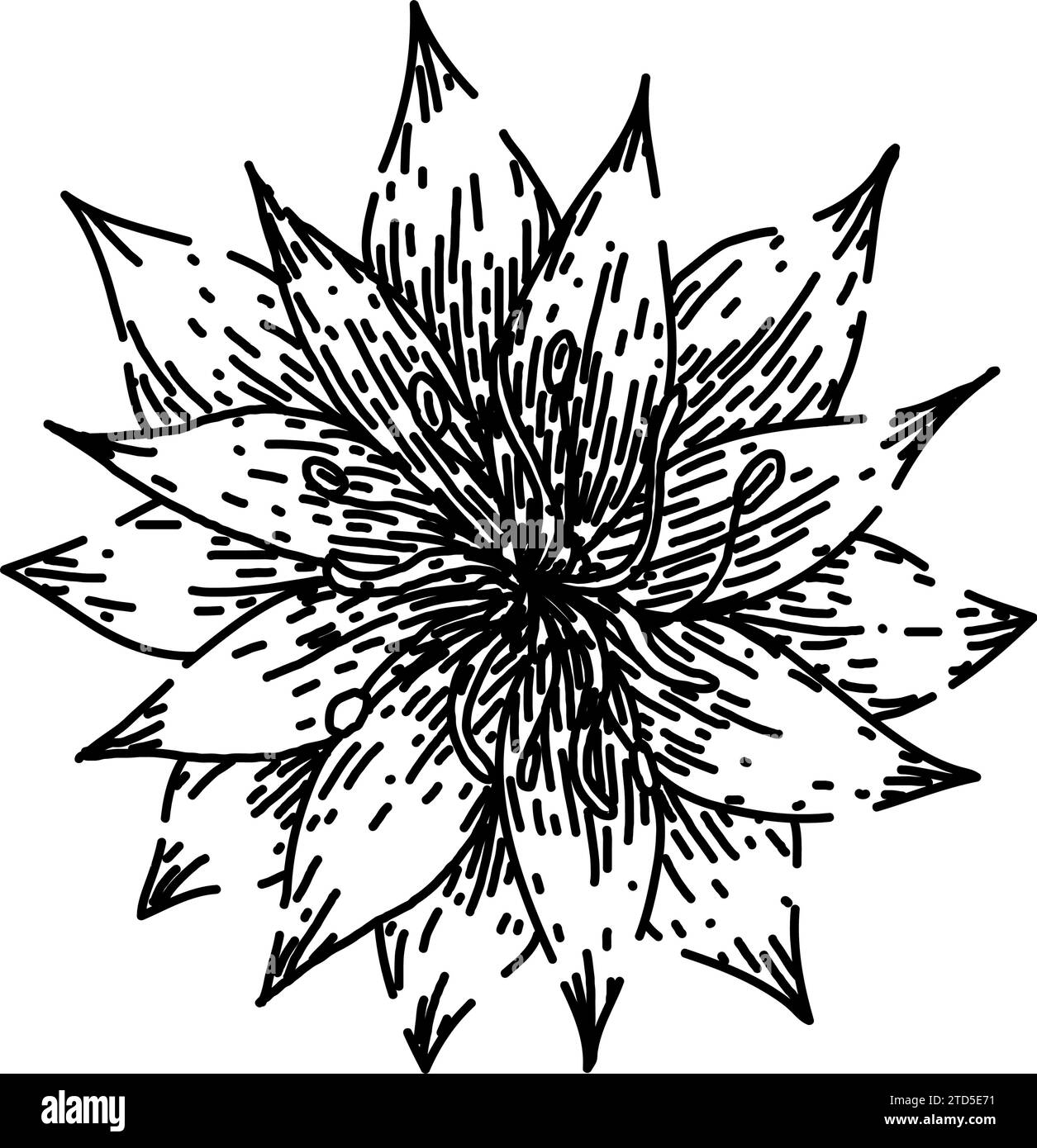 flower nigella sativa sketch hand drawn vector Stock Vector Image & Art ... flower nigella sativa sketch hand drawn vector Stock Vector Image & Art ...