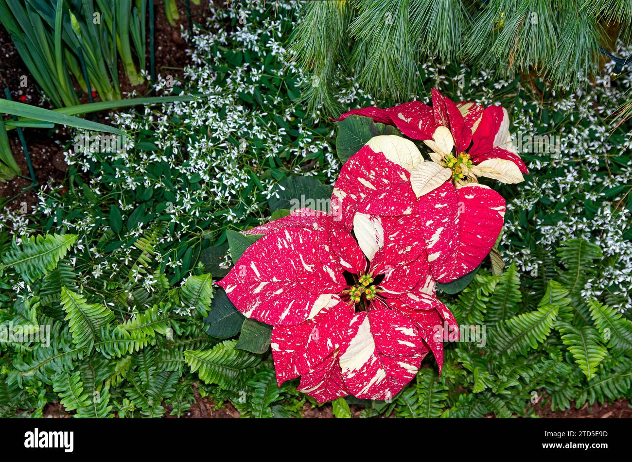 Bicolor poinsettias hi-res stock photography and images - Alamy