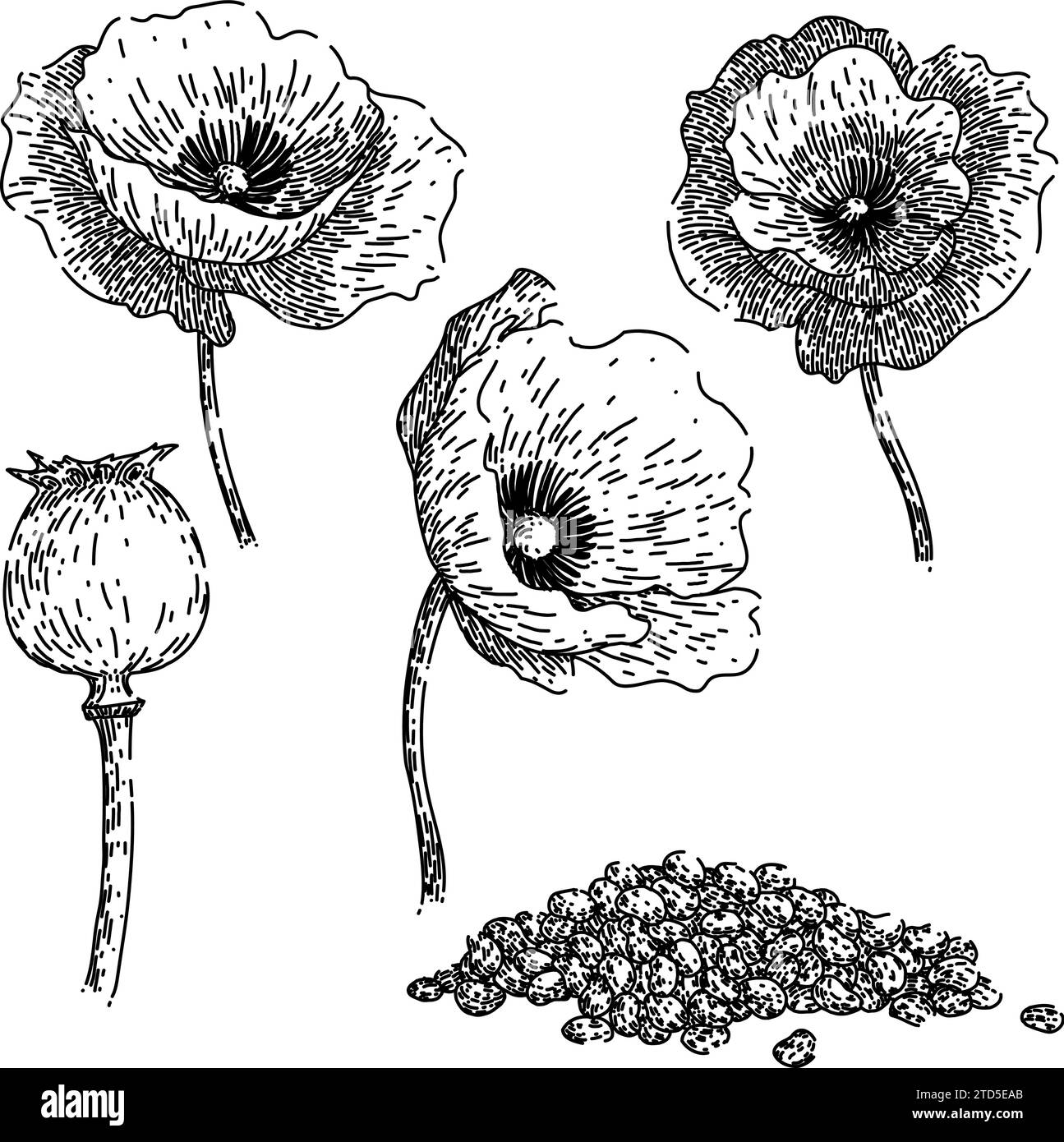 British nature spring Stock Vector Images - Alamy