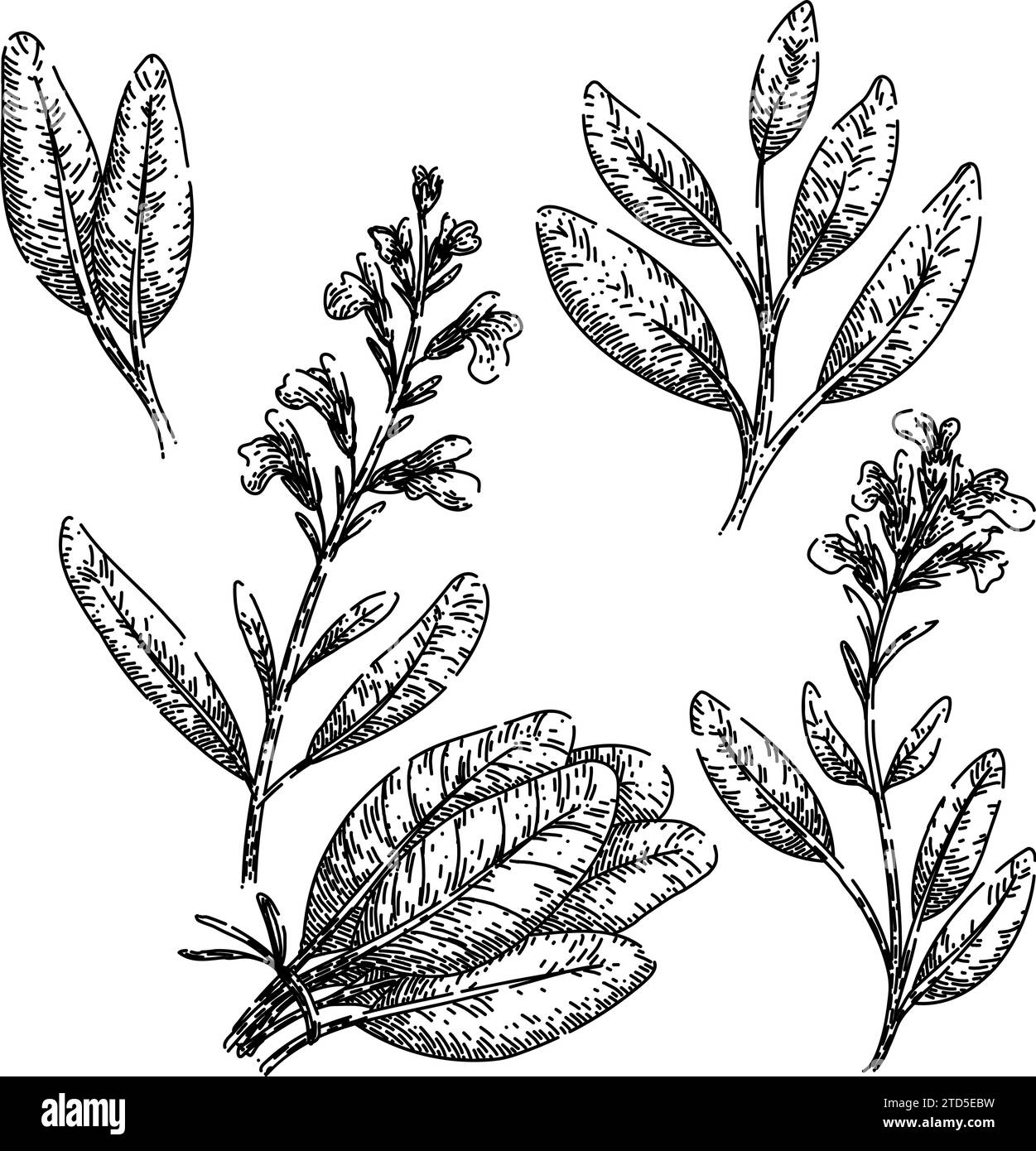 Sage plant garden Black and White Stock Photos & Images - Alamy