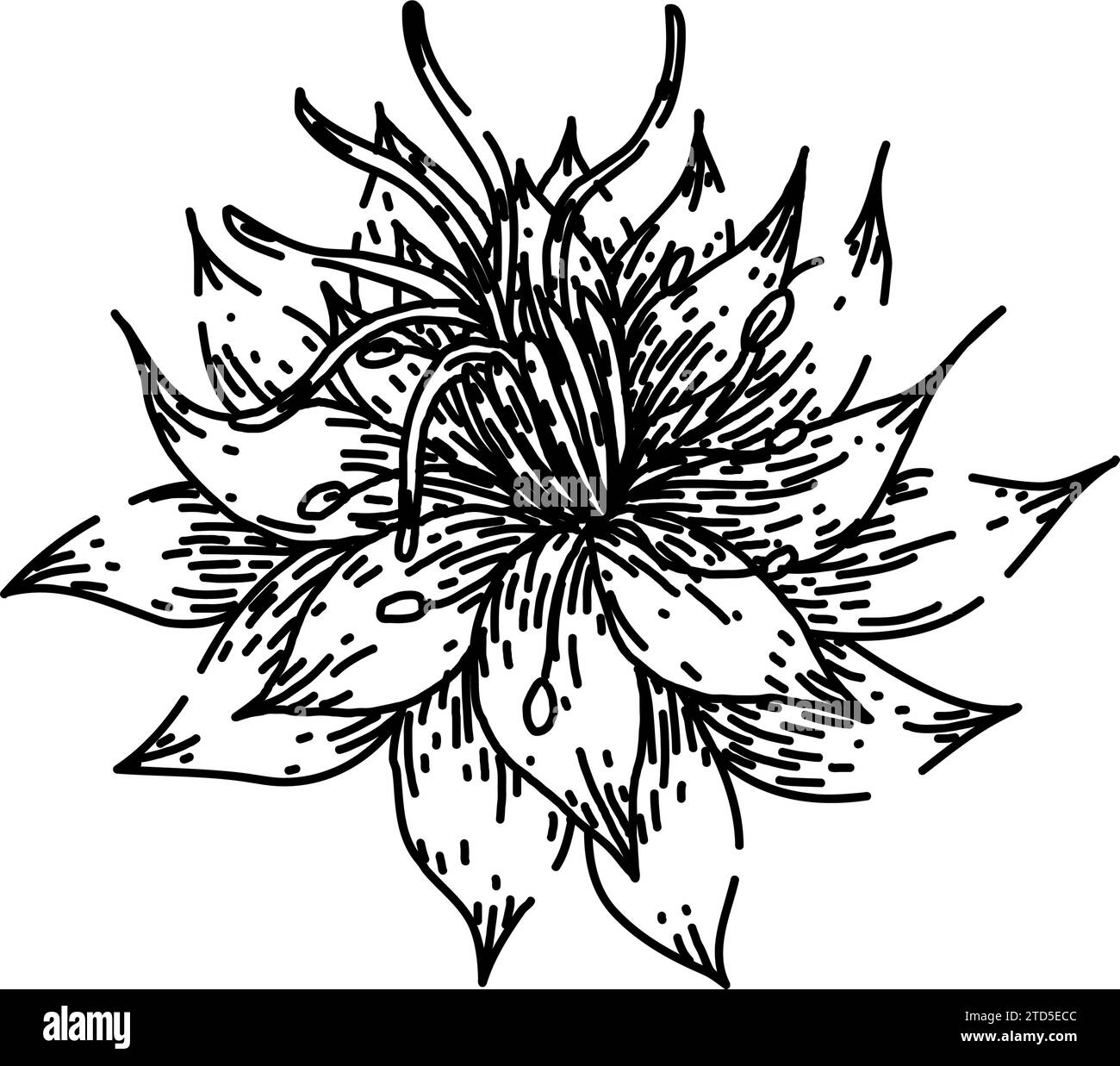 cumin nigella sativa sketch hand drawn vector Stock Vector Image & Art ... cumin nigella sativa sketch hand drawn vector Stock Vector Image & Art ...