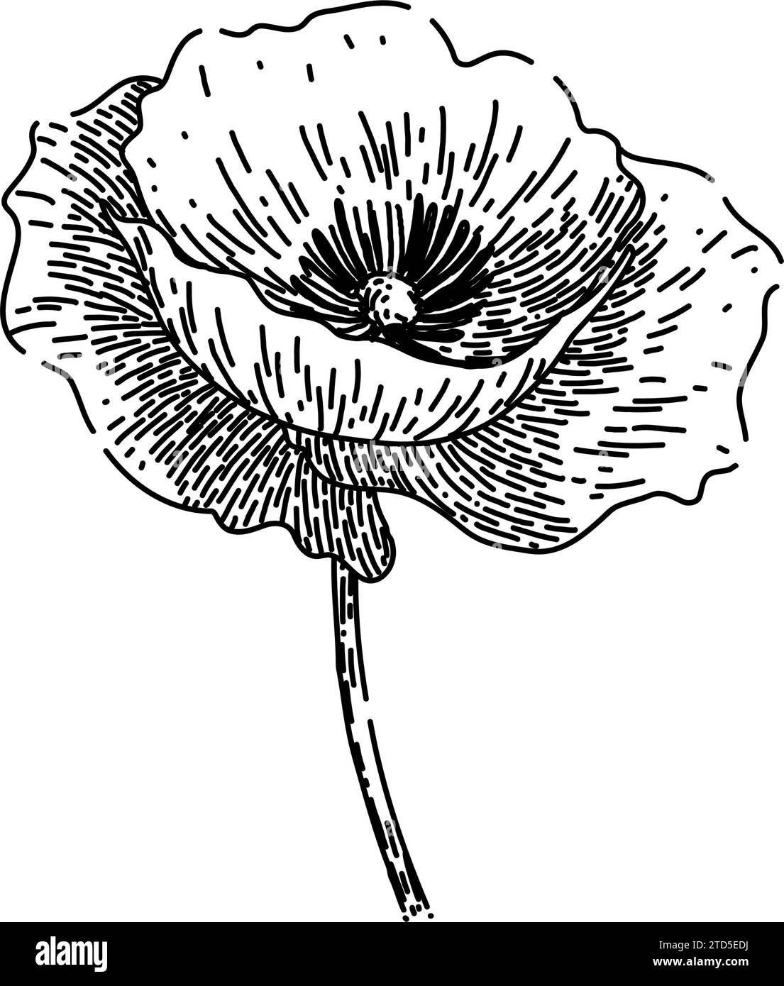 nature poppy sketch hand drawn vector Stock Vector Image & Art - Alamy