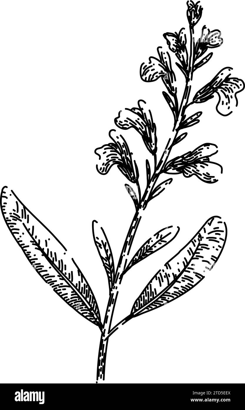 Sage plant garden Black and White Stock Photos & Images - Alamy