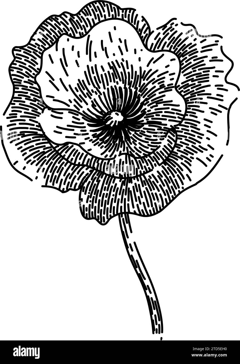 remembrance poppy sketch hand drawn vector Stock Vector Image & Art - Alamy