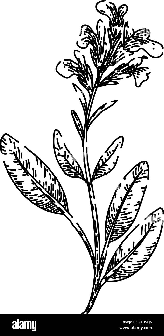 Sage plant garden Black and White Stock Photos & Images - Alamy