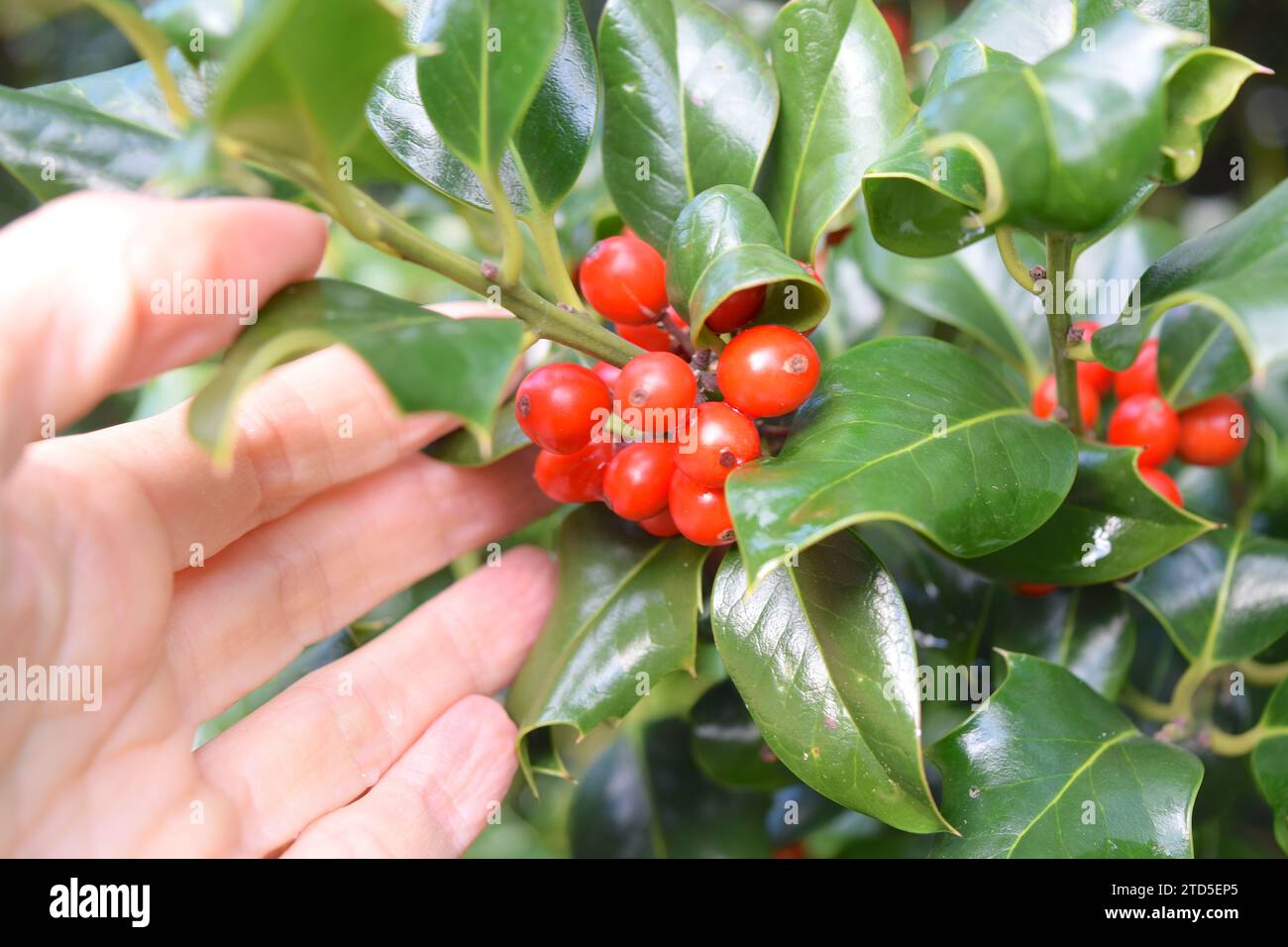 Group of holly berries hi-res stock photography and images - Alamy