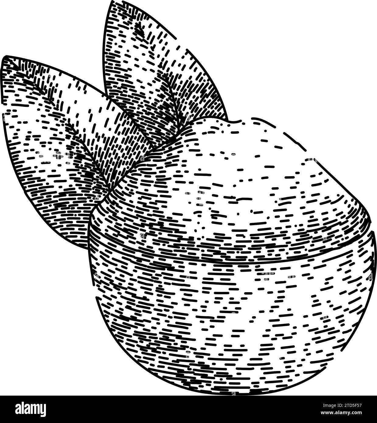 root turmeric sketch hand drawn vector Stock Vector Image & Art - Alamy