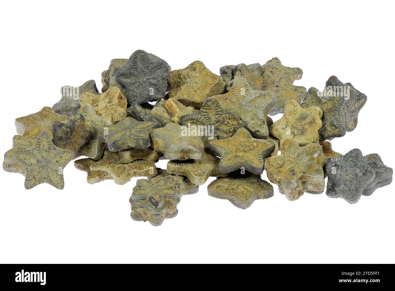 crinoid stars from Ellange, Luxembourg isolated on white background ...